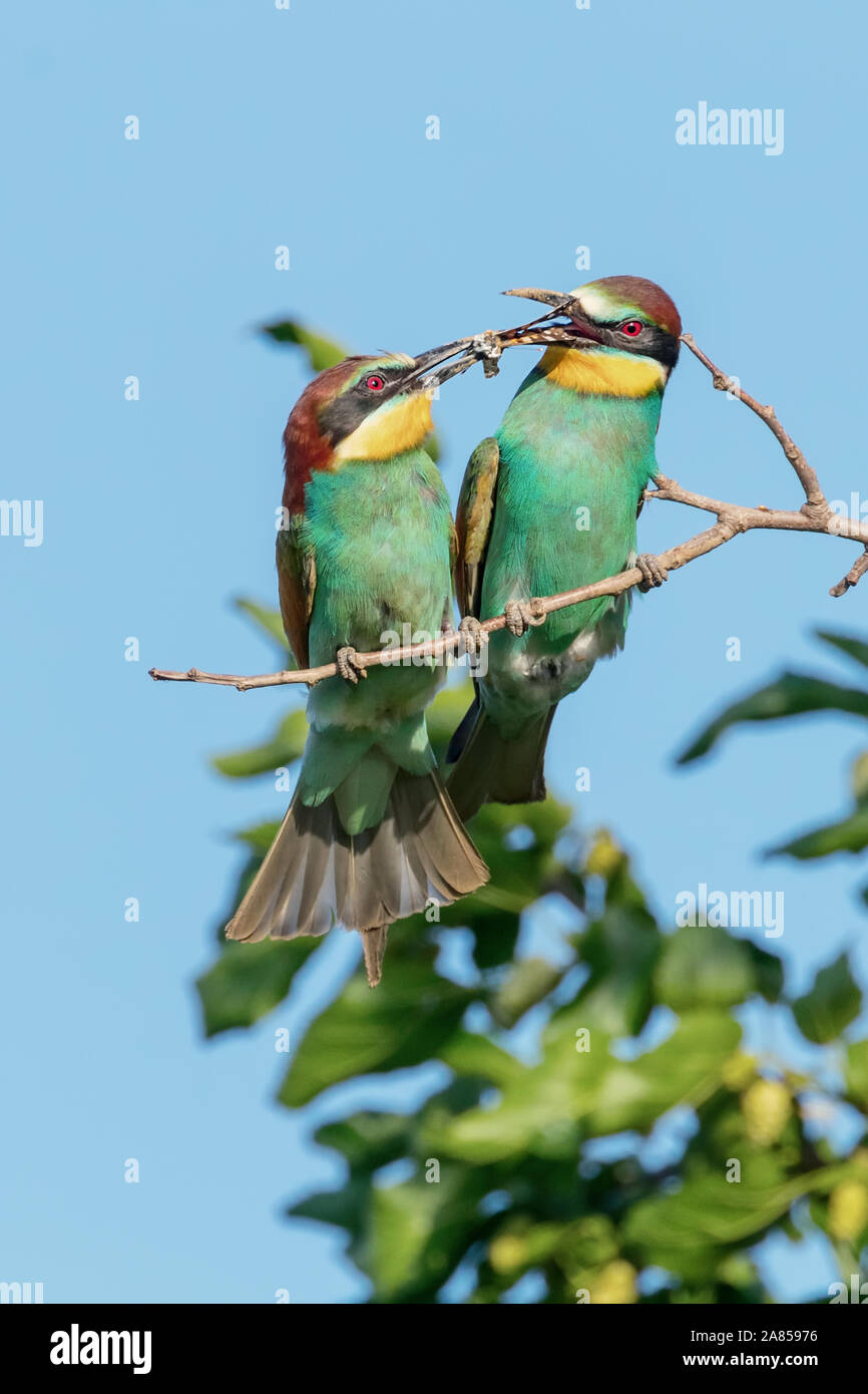 European Bee Eater In Flight (Merops Apiaster Stock Photo - Alamy