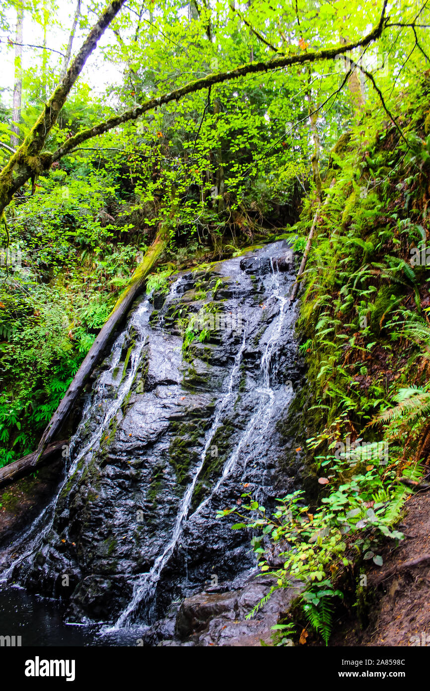 Pacific Northwest Woods High Resolution Stock Photography and Images ...