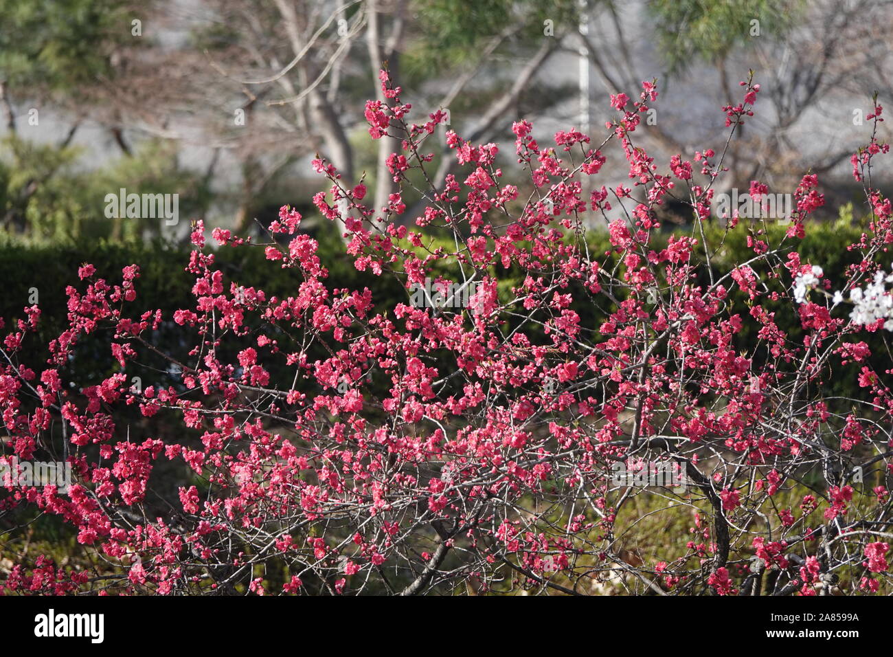 Spring on the university campus Stock Photo - Alamy