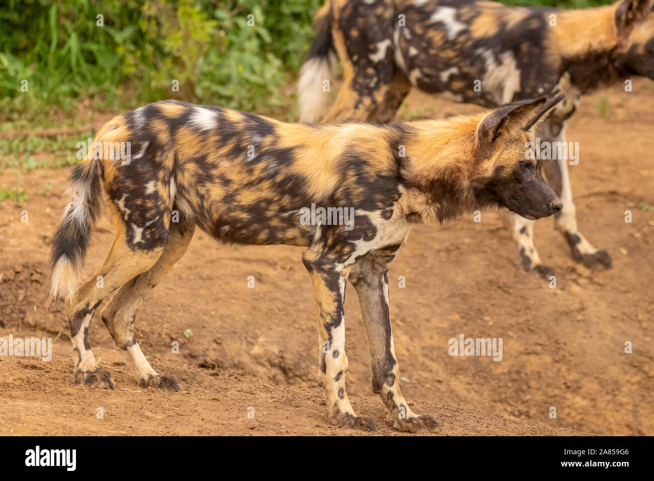 African wild dog ( Lycaon Pictus) looking and listening with his ears ...
