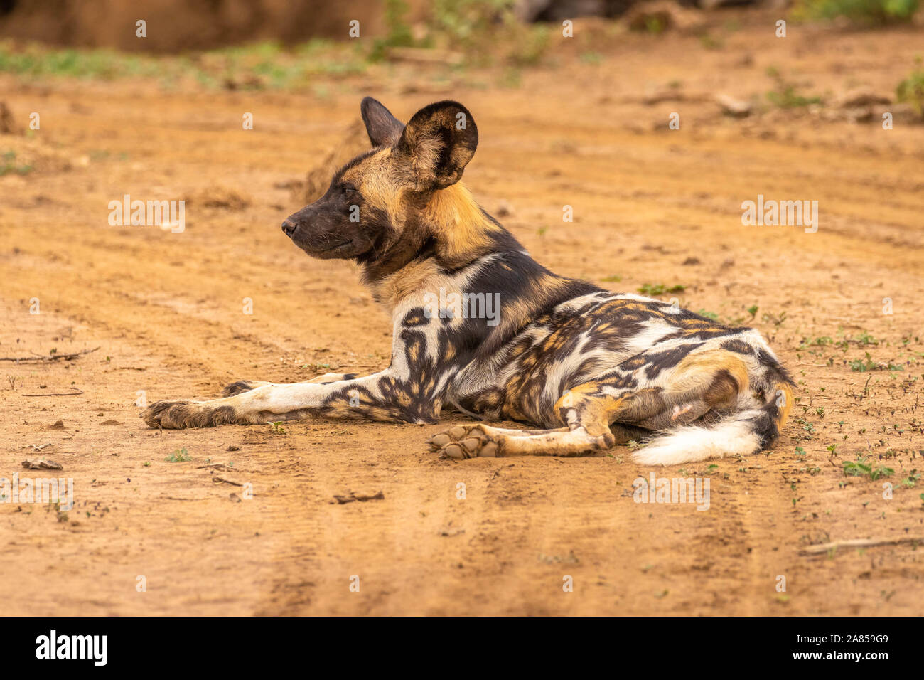 Resting african wild dog hi-res stock photography and images - Alamy