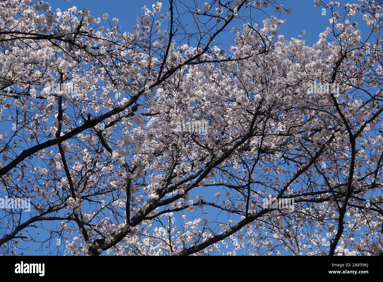 Spring on the university campus Stock Photo - Alamy