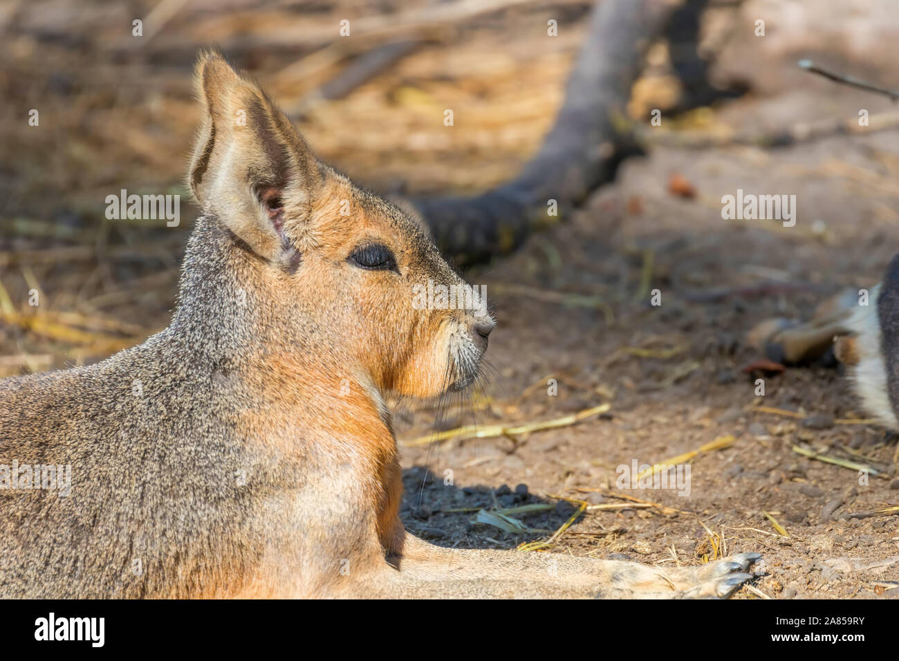 Patagonian Mara (Dolichotis patagonum) Large Sort of Rabbit Stock Photo ...