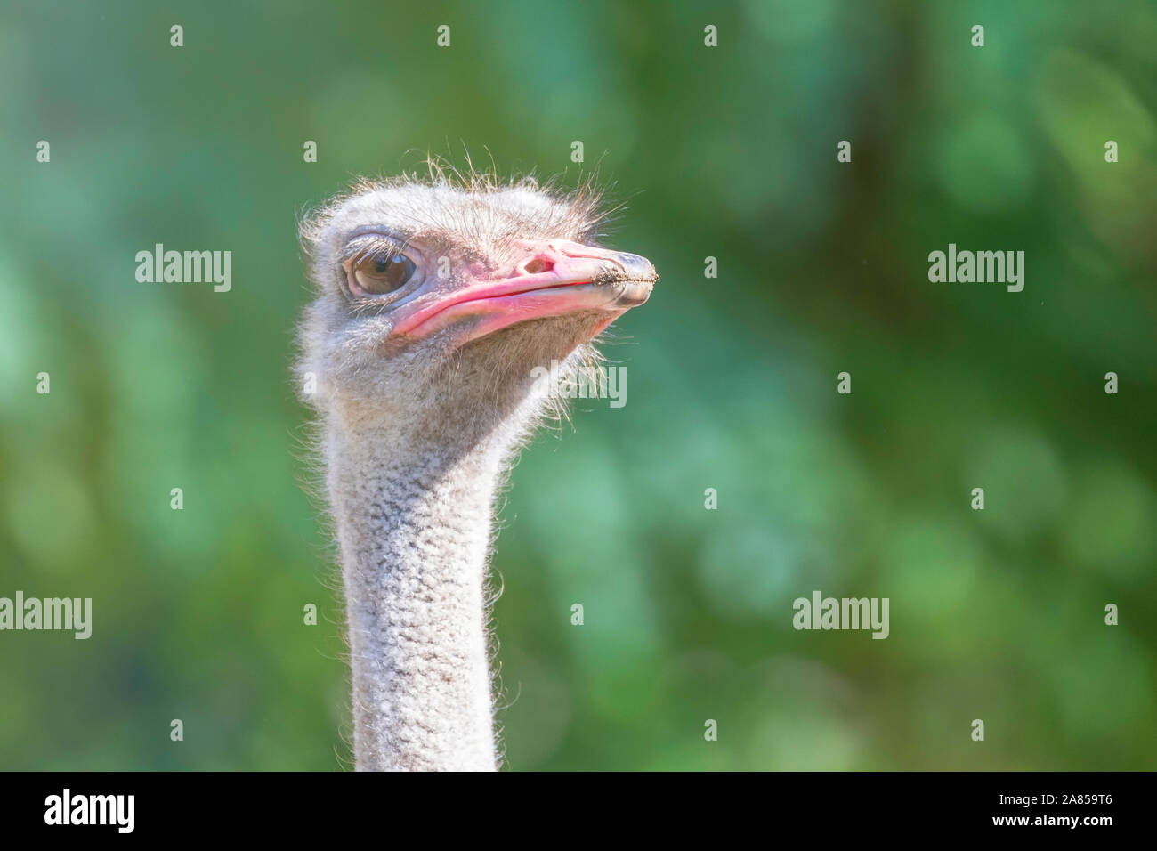Ostrich Close up portrait, (Struthio camelus) Close up Ostrich Head ...