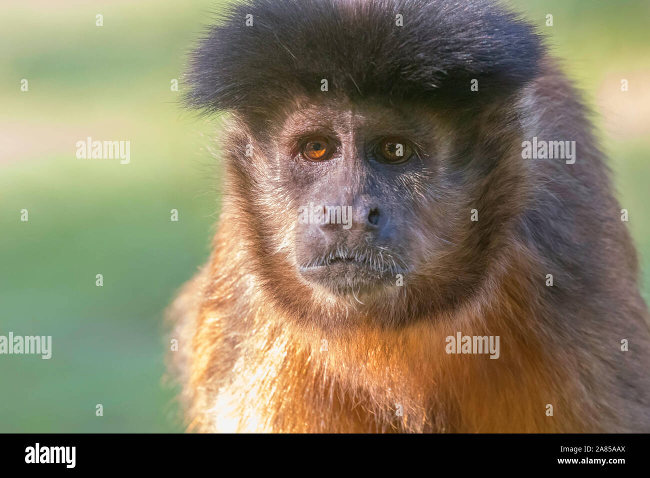 Black tufted ears hi-res stock photography and images - Alamy