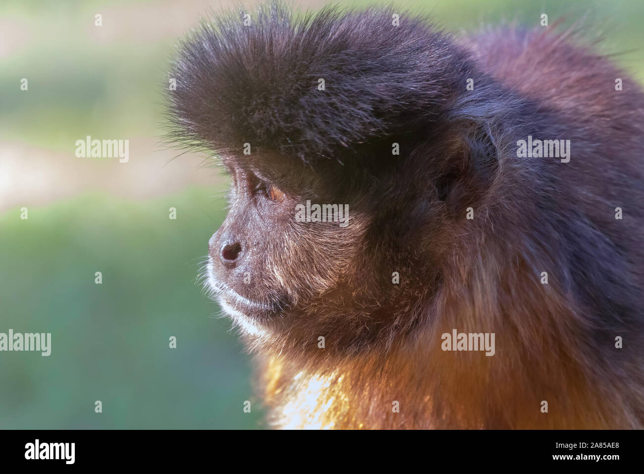 Young tufted capuchin monkey hi-res stock photography and images - Alamy