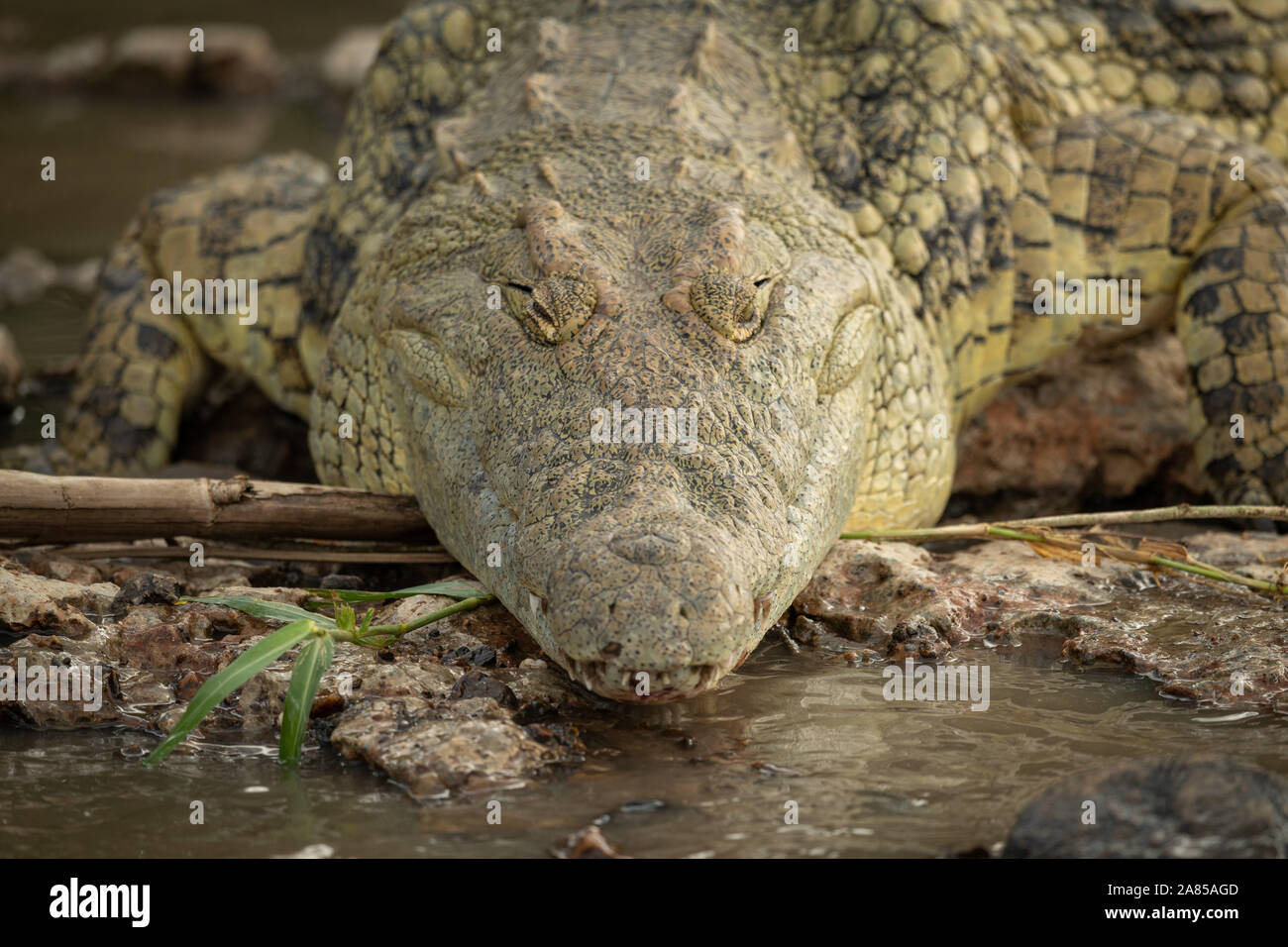 Nile crocodile face close up hi-res stock photography and images - Alamy