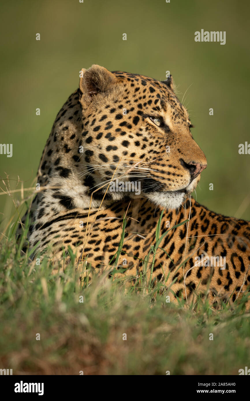 Leopard turning head hi-res stock photography and images - Alamy
