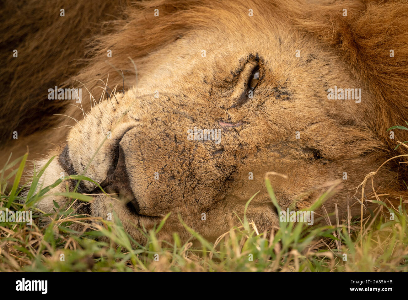 Male lion sleeping on grass hi-res stock photography and images - Alamy
