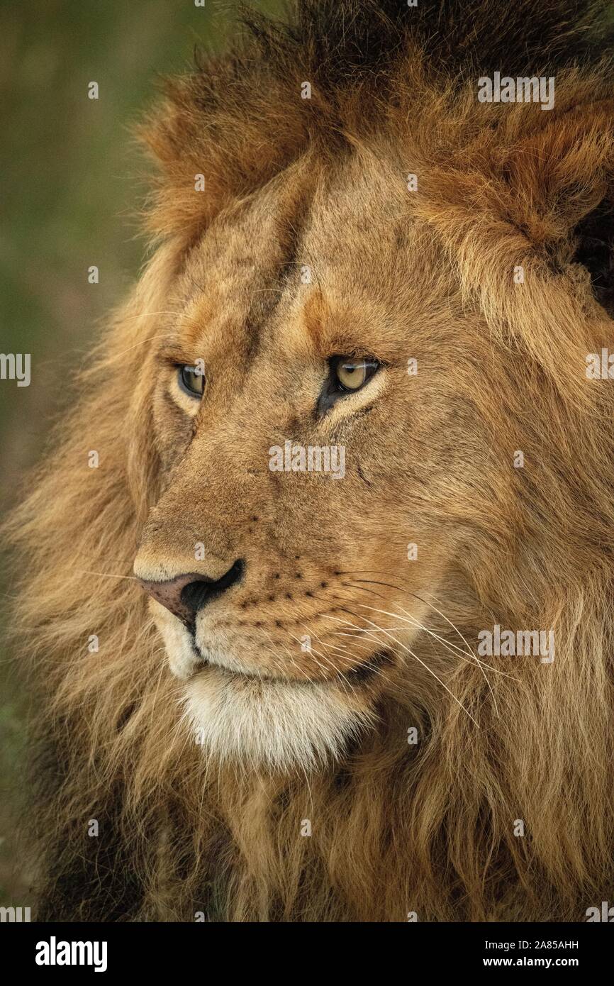 Close-up of male lion head facing left Stock Photo - Alamy