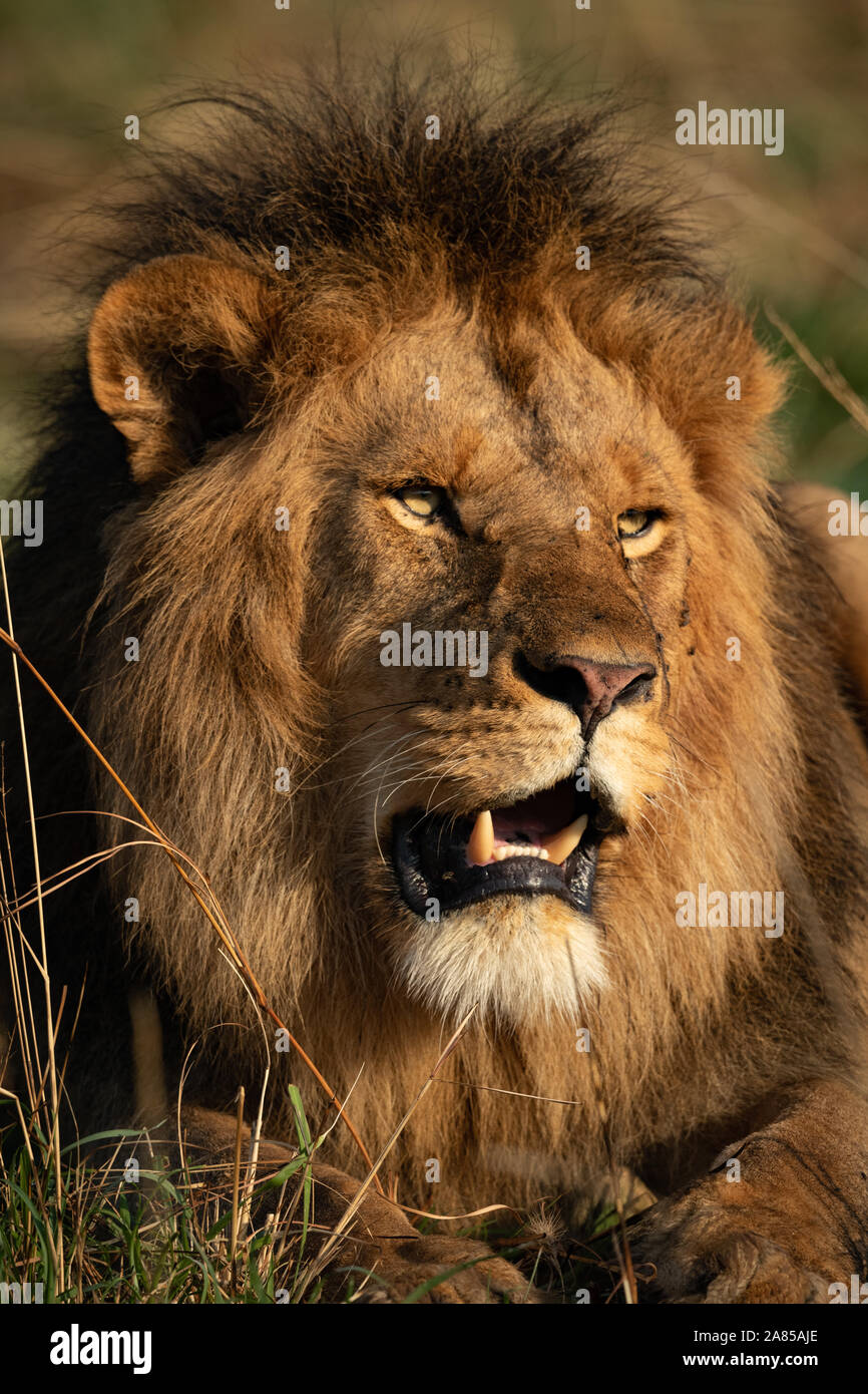 Lion with mouth open hi-res stock photography and images - Alamy