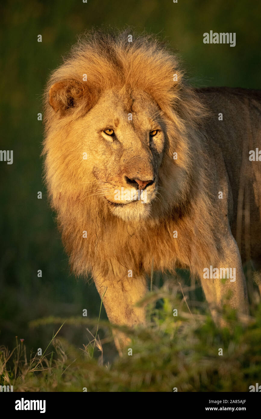 Close-up of male lion standing looking left Stock Photo - Alamy