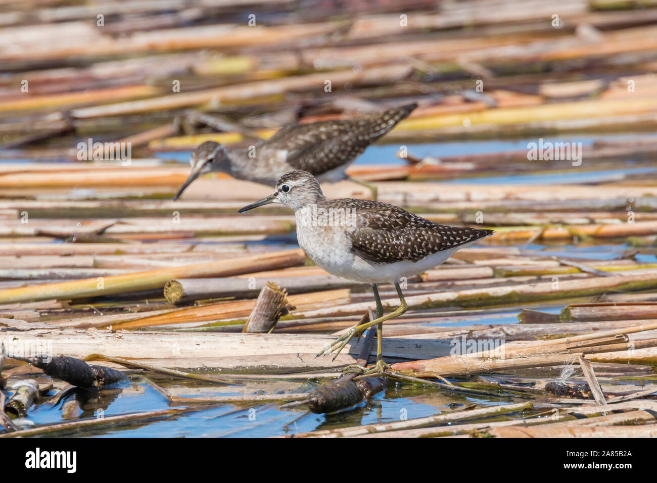 Sandpiper, Wood Sandpiper (Tringa glareola) Wader Bird Sandpiper Stock ...