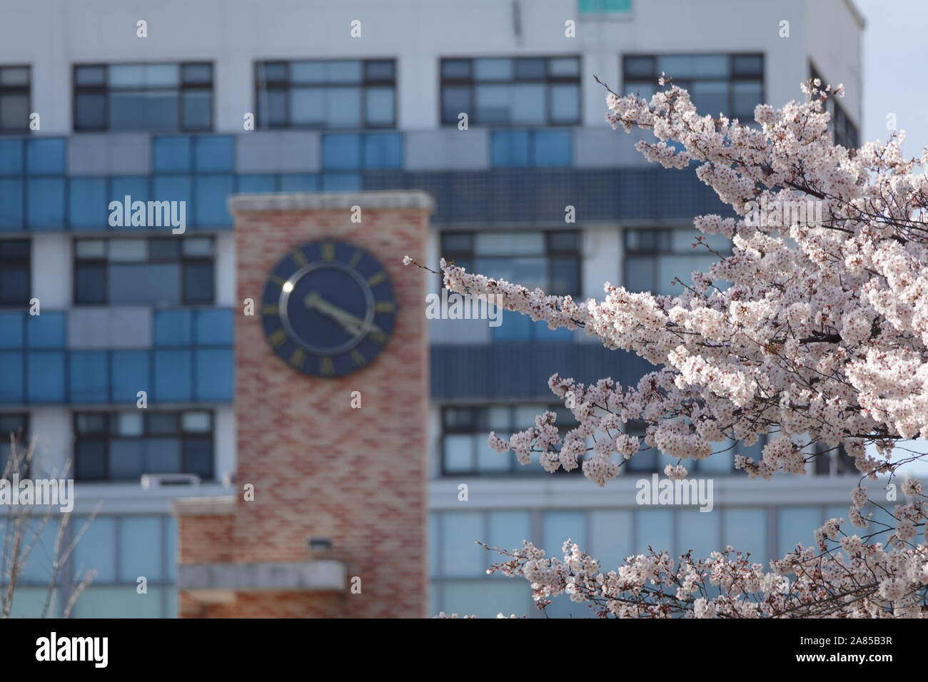 Spring on the university campus Stock Photo - Alamy