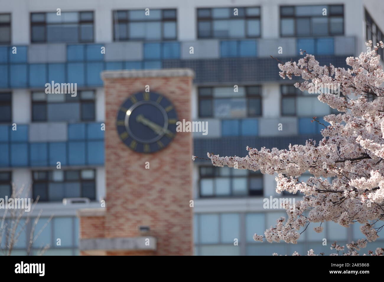 Spring on the university campus Stock Photo - Alamy