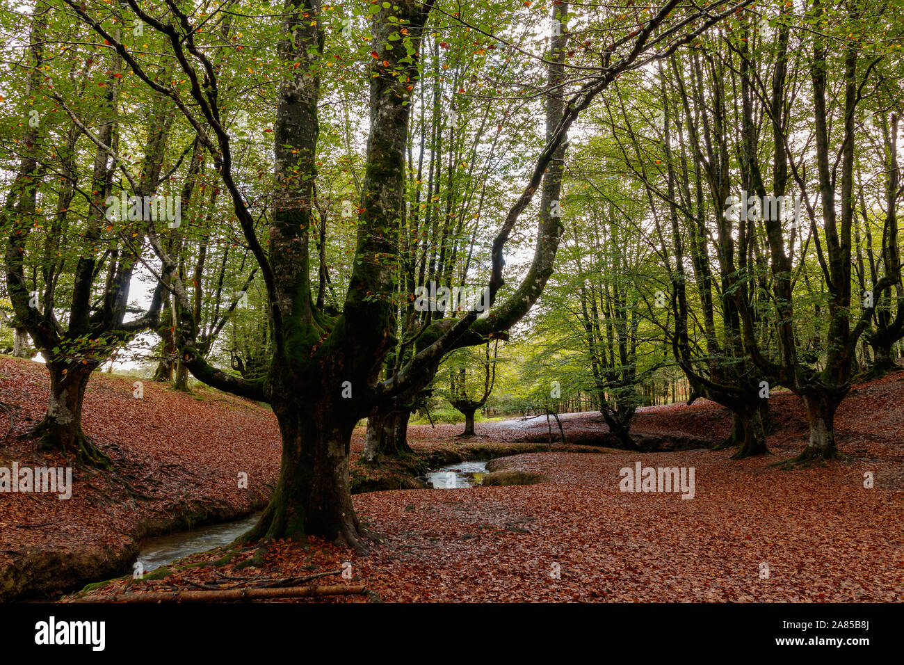 magic forest in the basque country Stock Photo - Alamy