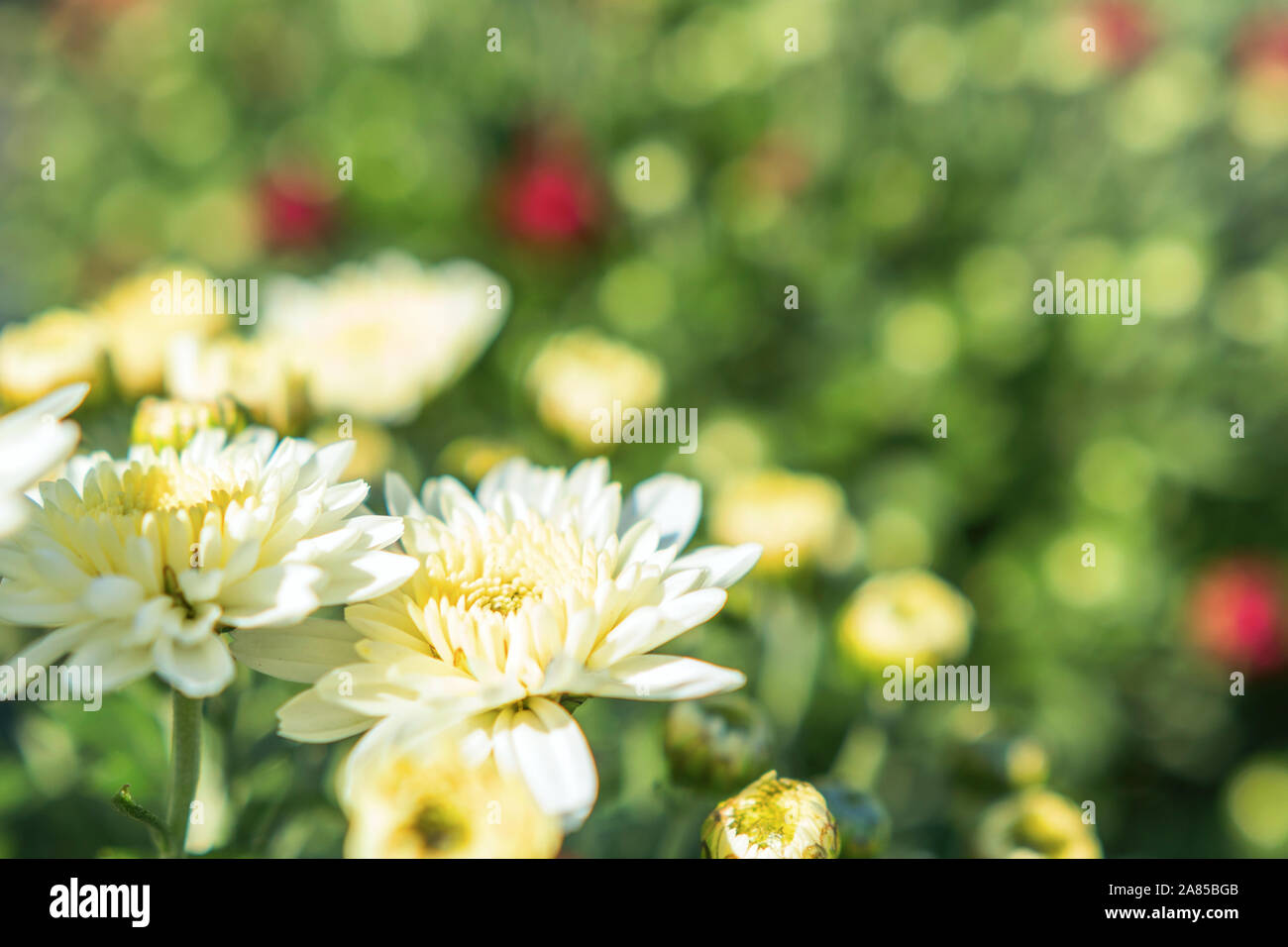 White Chrysanthemum Mum Flowers and Buds Stock Photo - Alamy