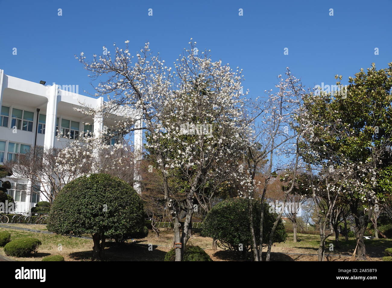 Spring on the university campus Stock Photo - Alamy
