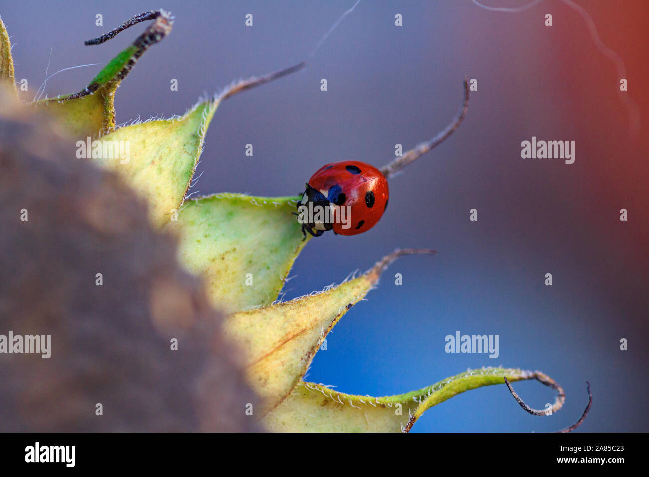 Macro of ladybug on a blade of sunflower n the morning sun Stock Photo ...