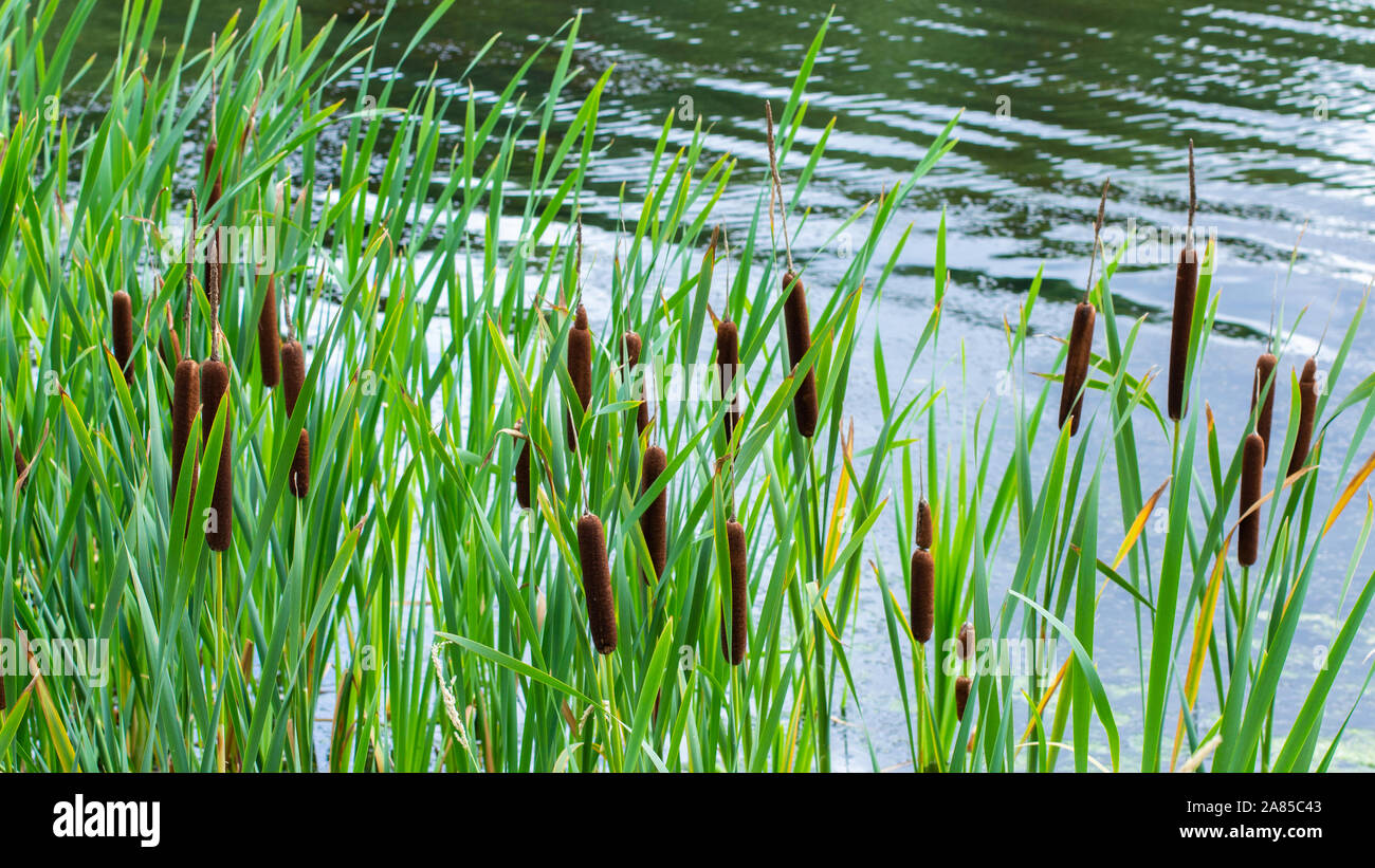 Freshwater Cattails