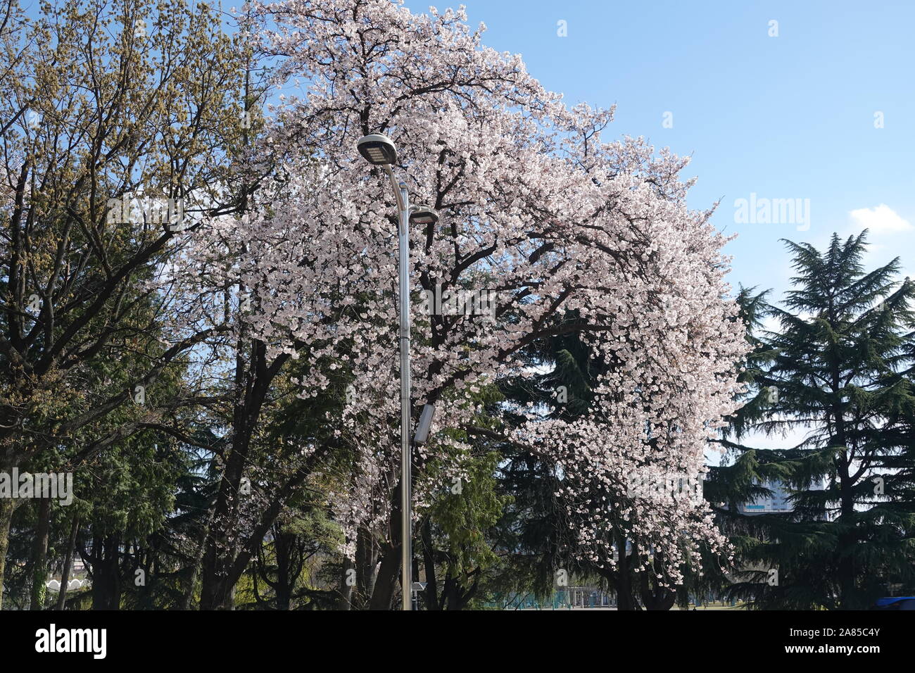 Spring on the university campus Stock Photo - Alamy