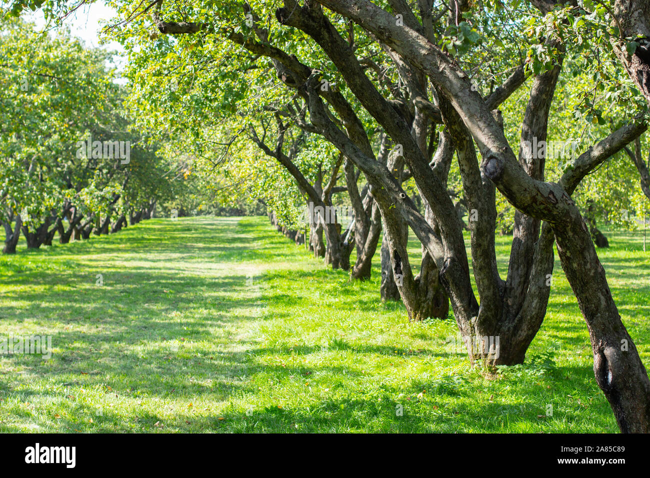 Orchard, smooth row of apple trees, city garden, background backdrop ...