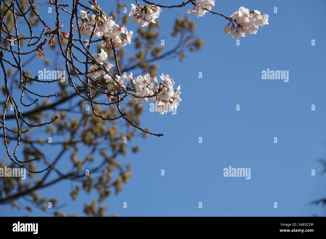 Spring on the university campus Stock Photo - Alamy