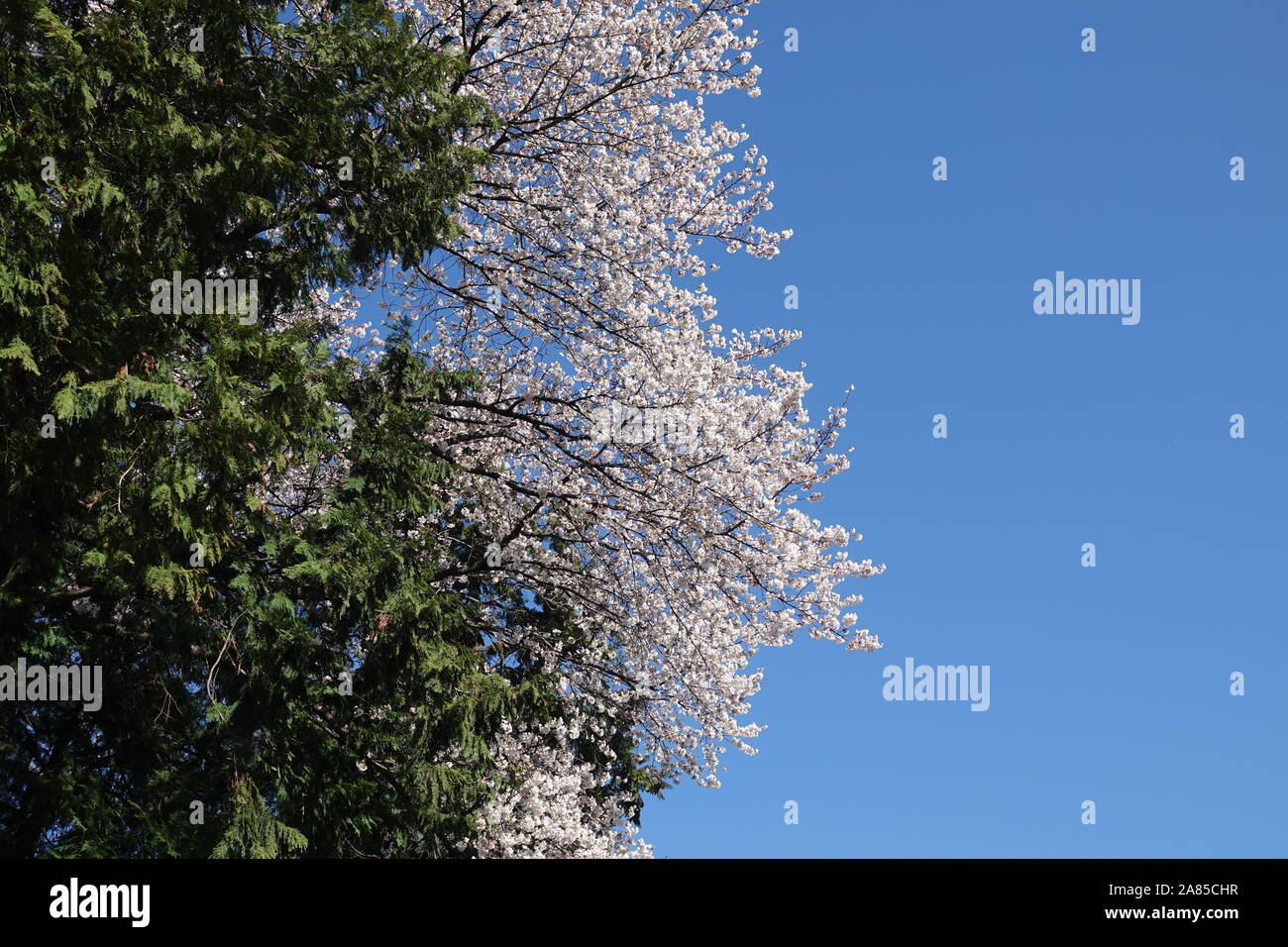 Spring on the university campus Stock Photo - Alamy