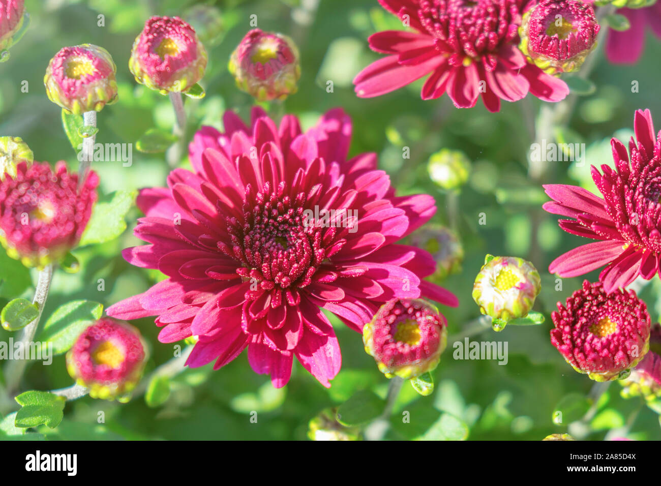 Ruby chrysanthemum hi-res stock photography and images - Alamy