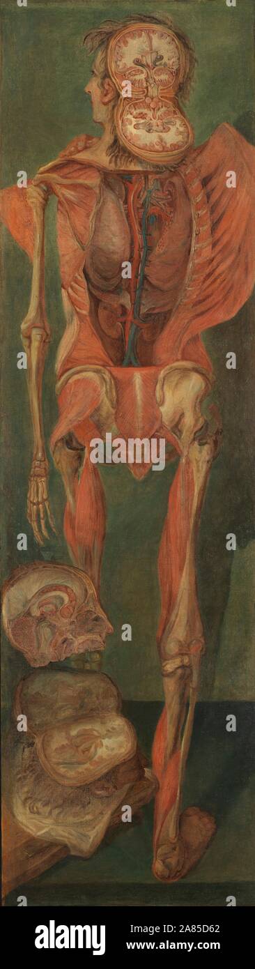 Dissected lung hi-res stock photography and images - Alamy