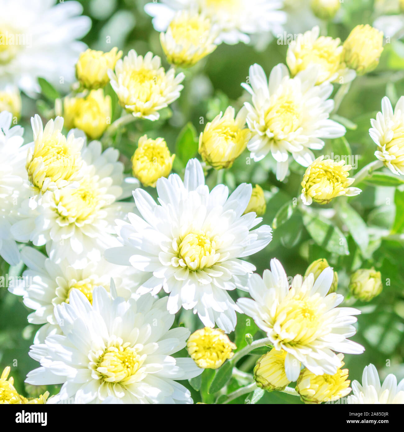 Ruby chrysanthemum hi-res stock photography and images - Alamy