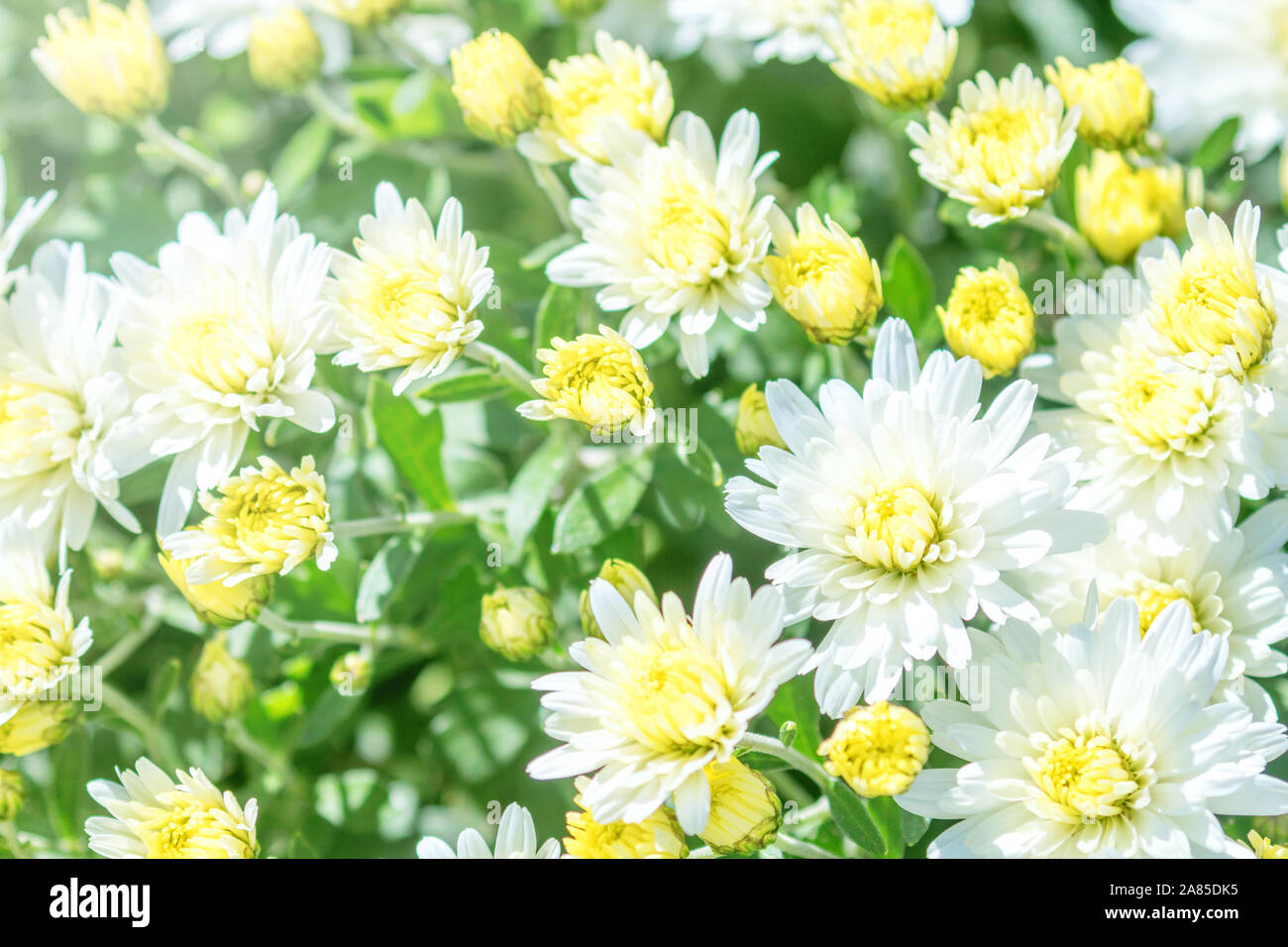 White Chrysanthemum Mum Flowers and Buds Stock Photo - Alamy