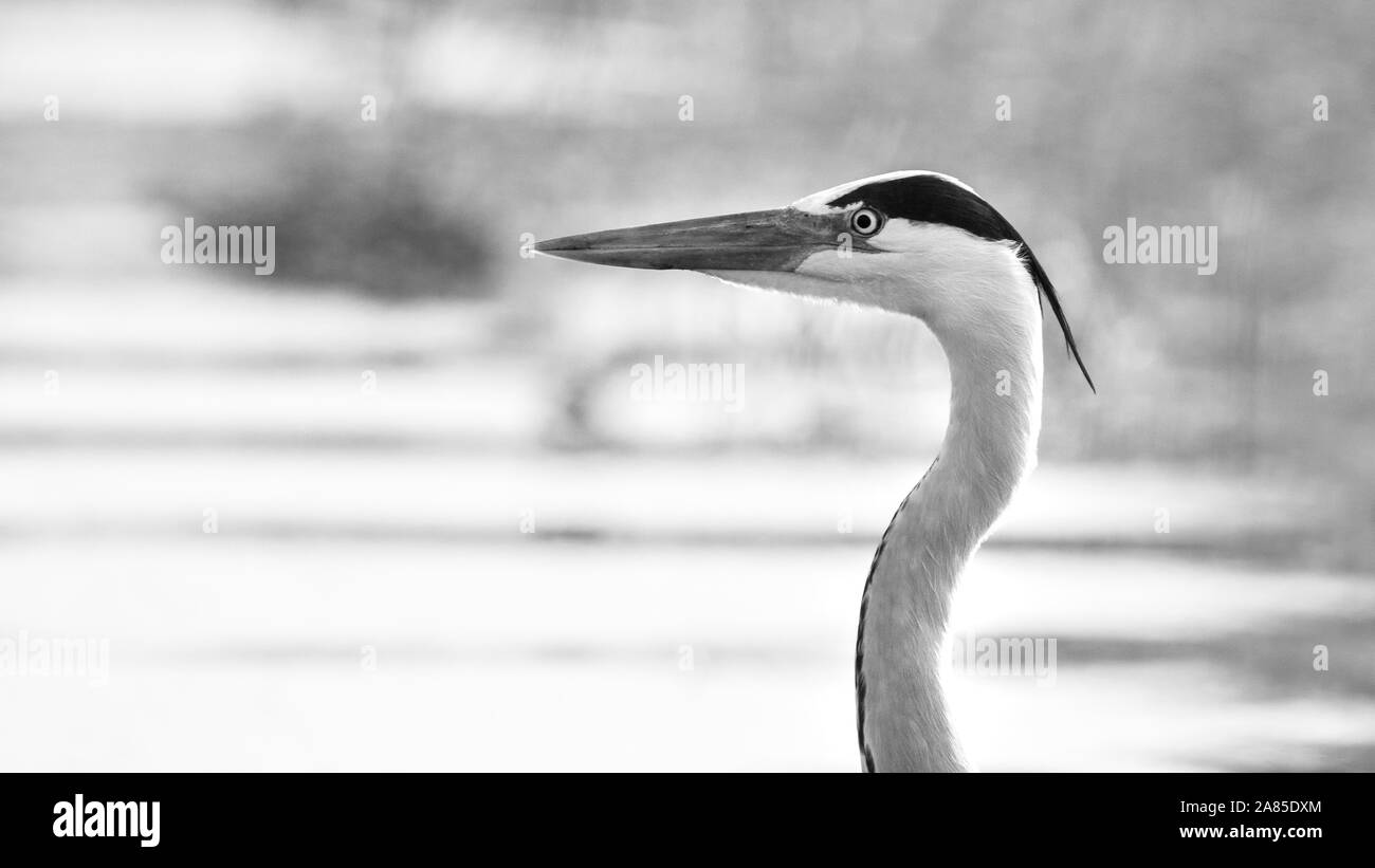 Close up landing Black and White Stock Photos & Images - Alamy