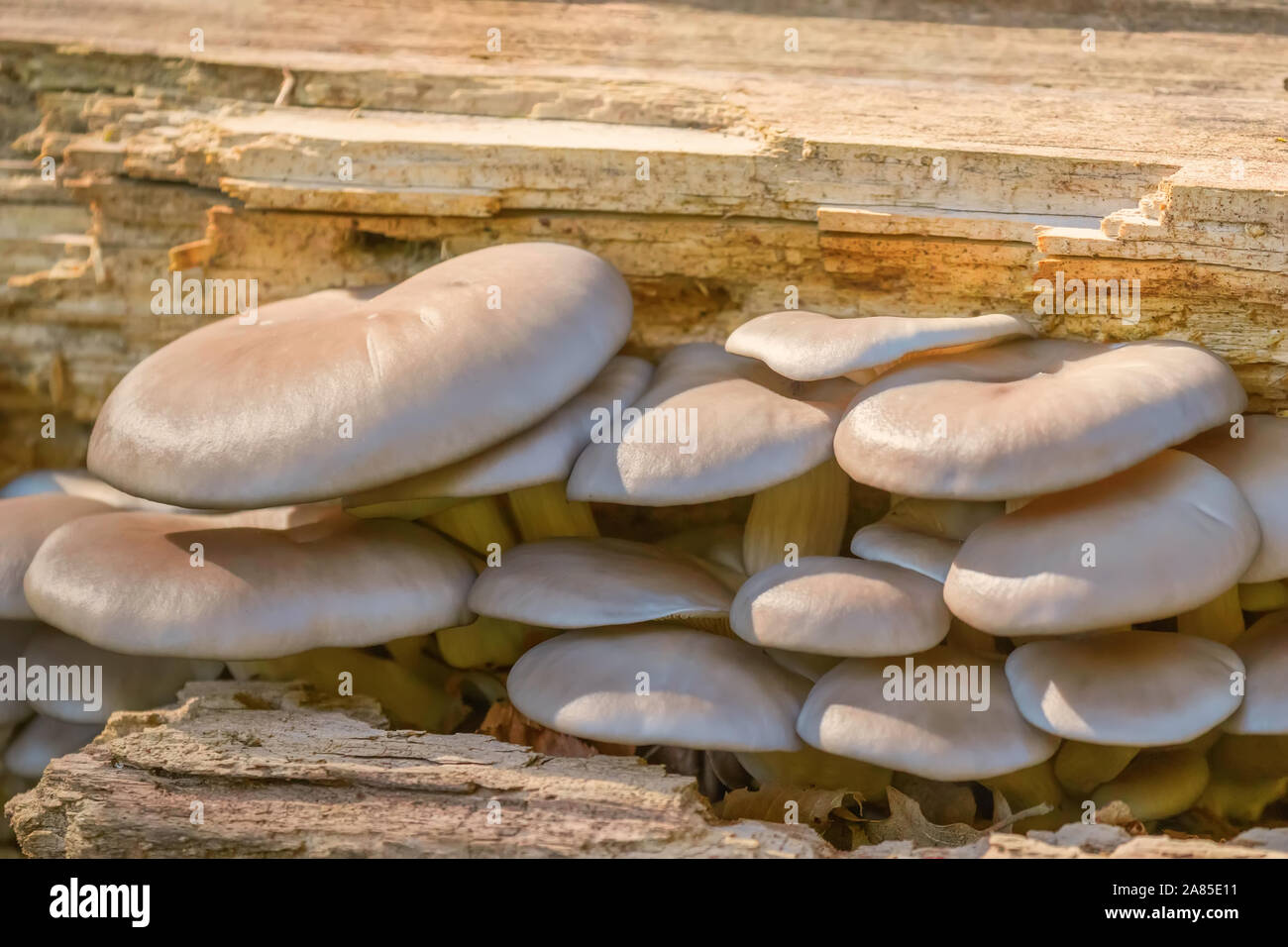 Pleurotus Ostreatus, The Oyster Mushroom Stock Photo - Alamy