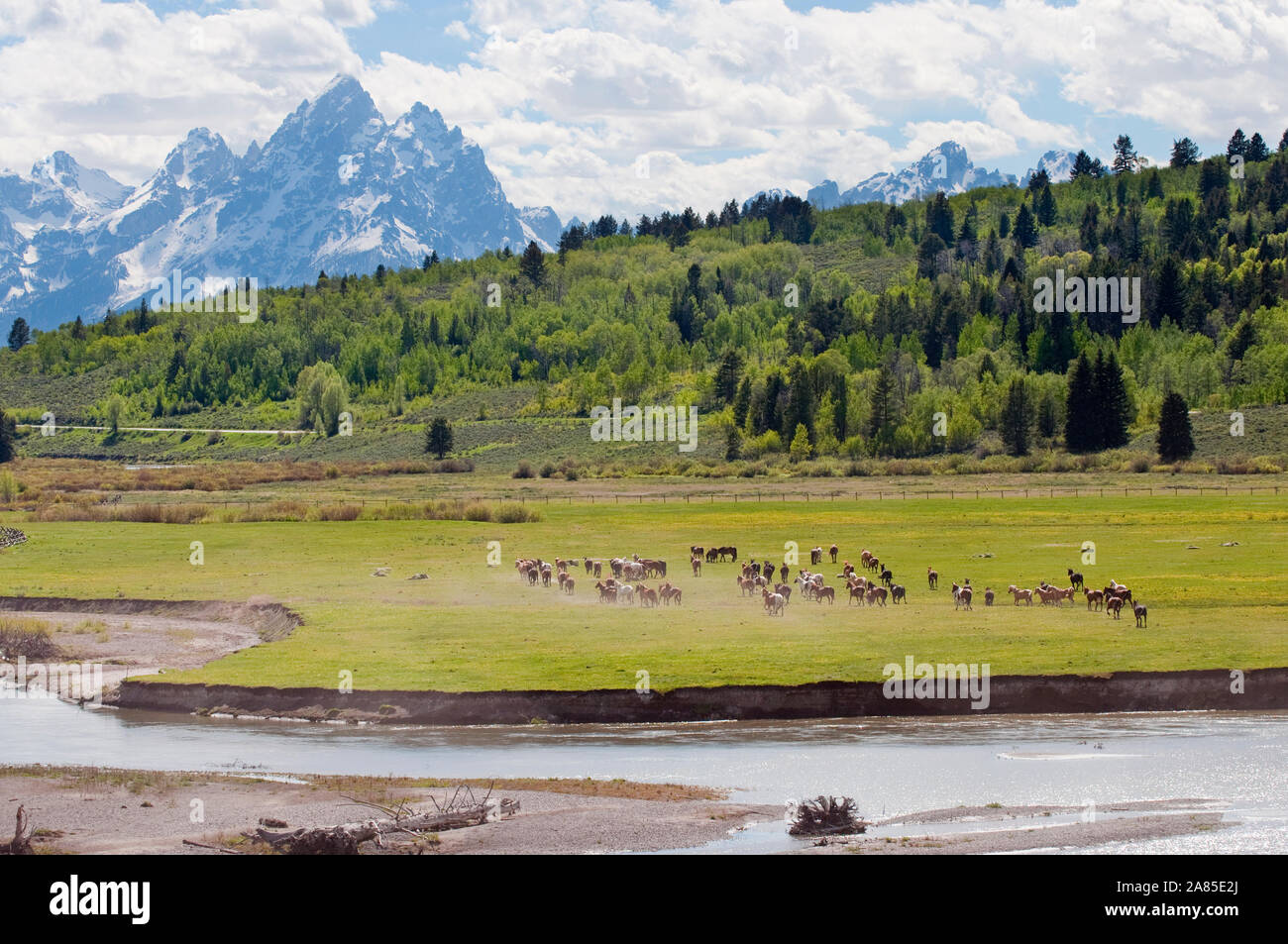 Herd of horses in a field, Buffalo Fork and Teton mountain range Stock ...