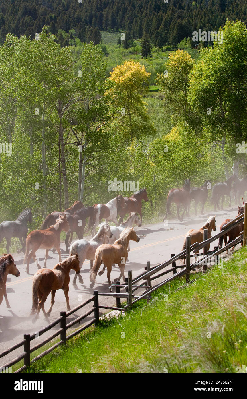 Donkey team hi-res stock photography and images - Alamy