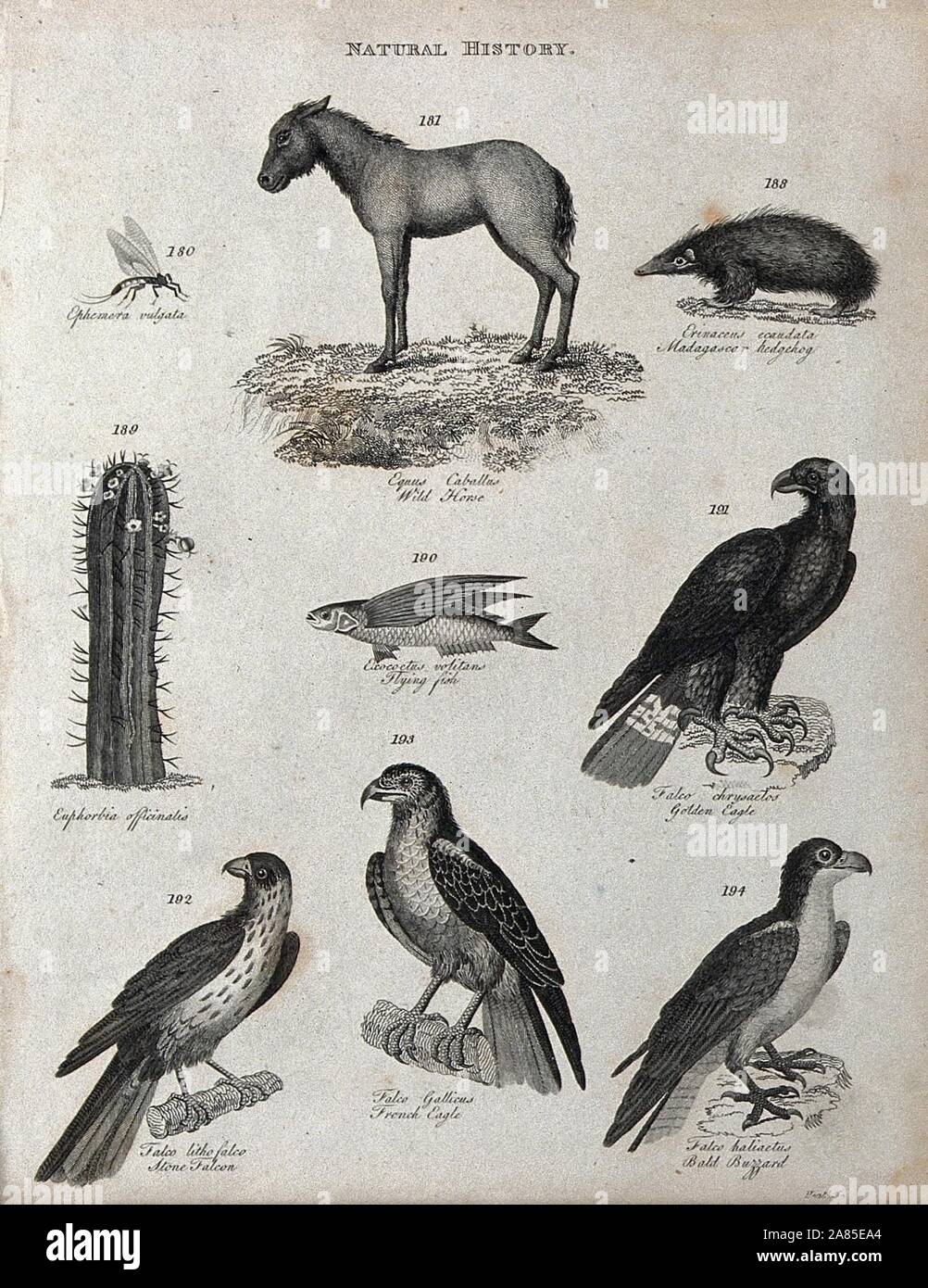 Flying ephemera hi-res stock photography and images - Alamy