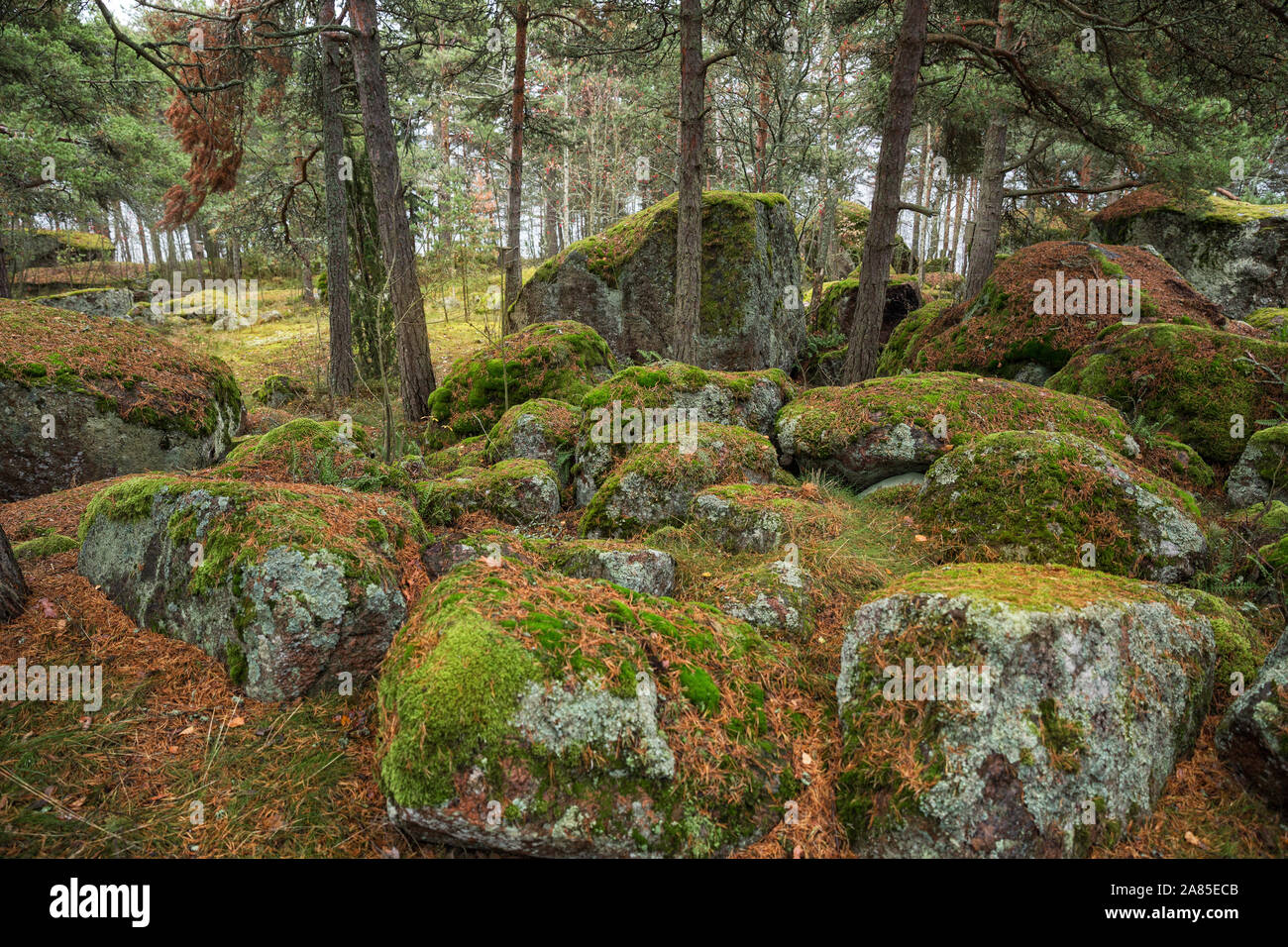 Kuusinen island, lots of huge stones covered with green moss and ...