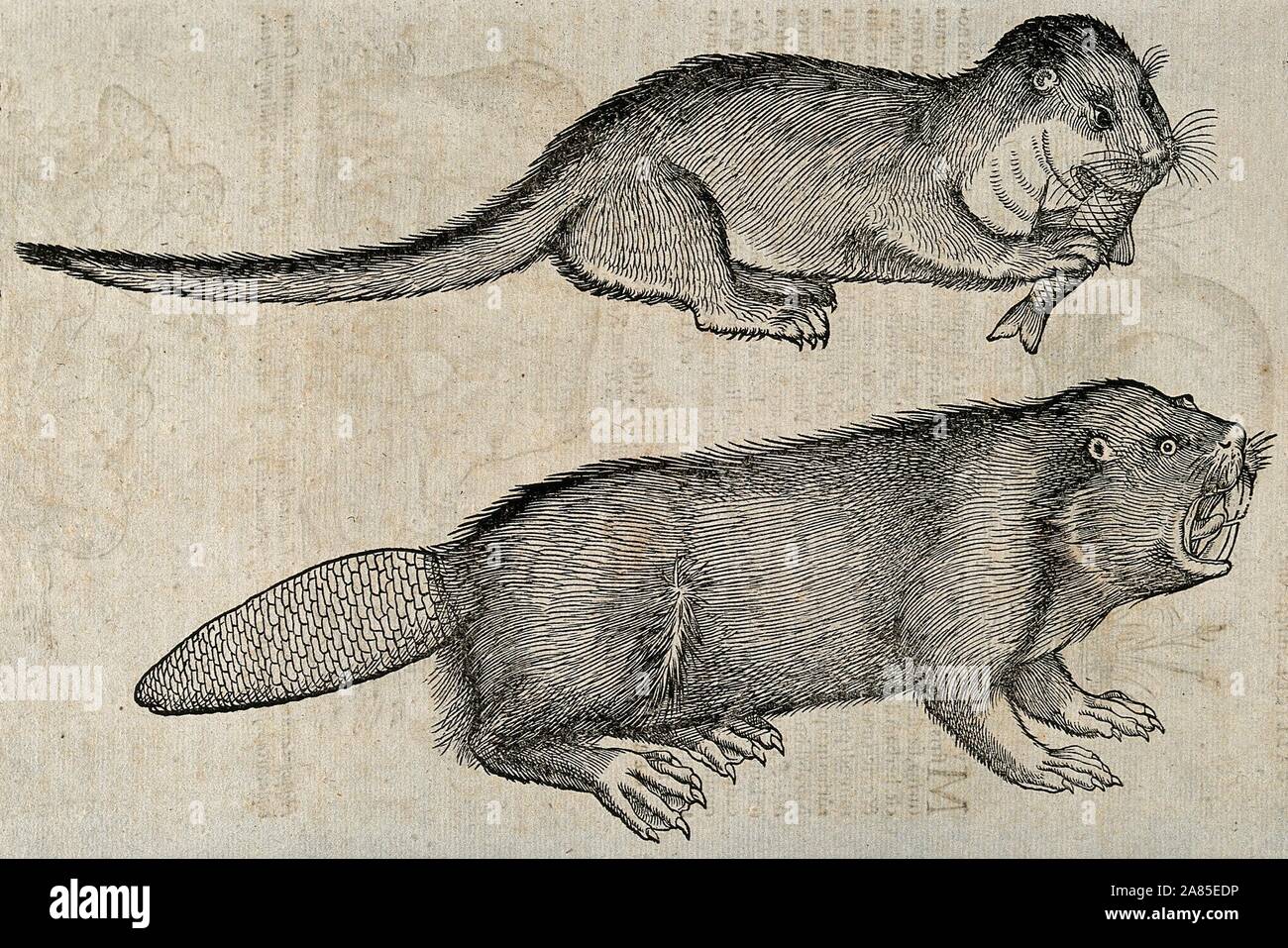 Surgical equipment historical hi-res stock photography and images - Alamy