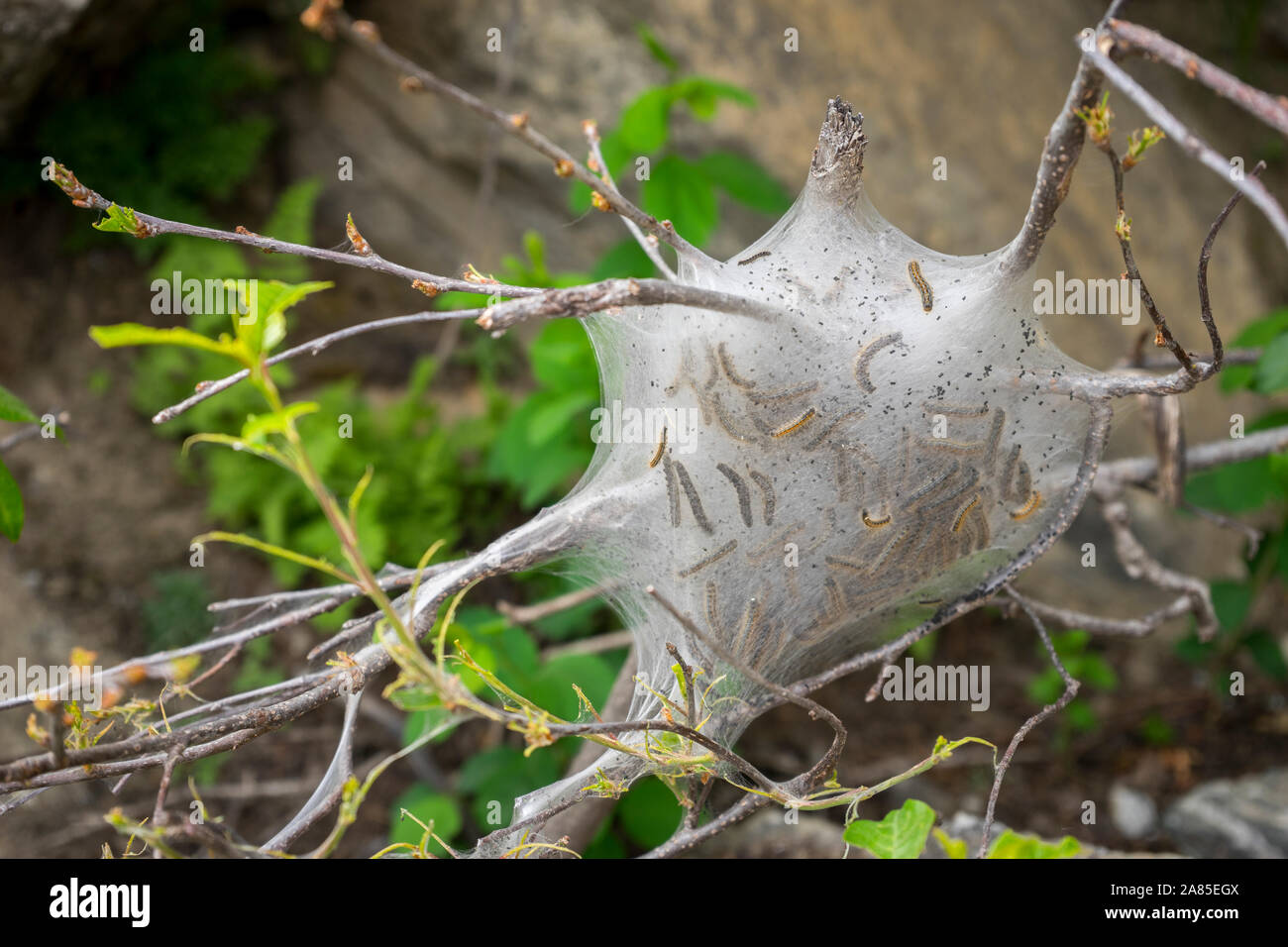 Caterpillars in nest hi-res stock photography and images - Alamy