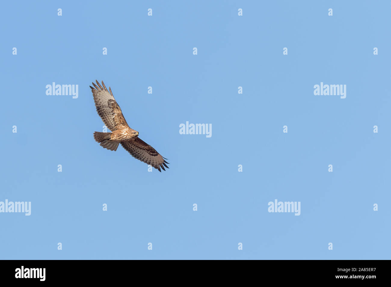 Common Buzzard in Flight (Buteo buteo) Blue Sky Stock Photo - Alamy