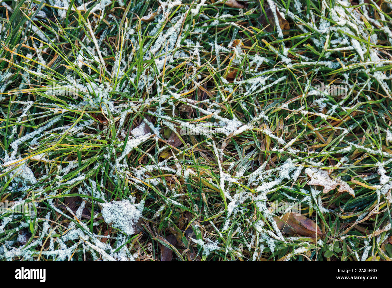 Frozen green grass after night frost in autumn, nature background Stock ...