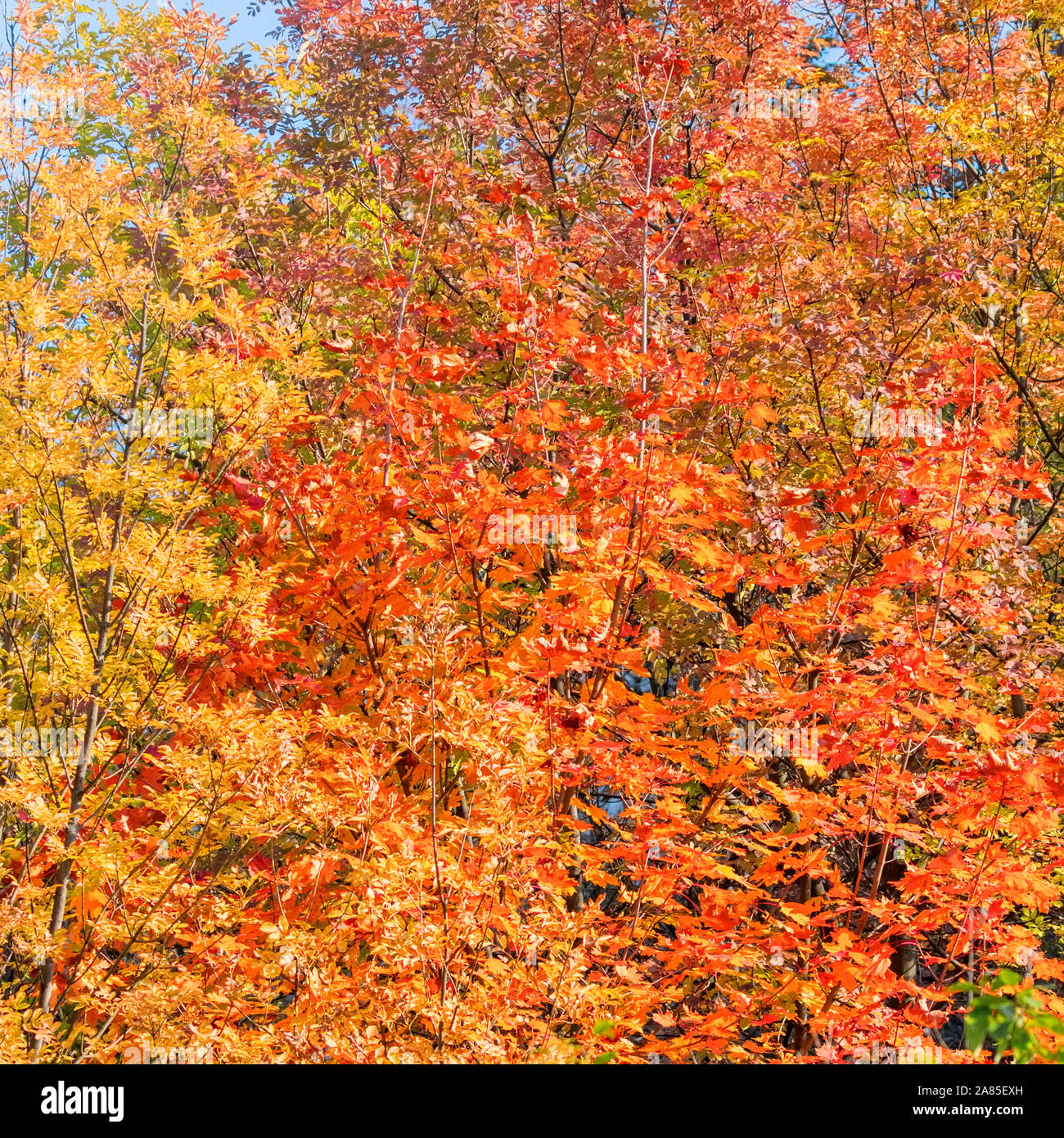 Autumn Forest Colorful Trees and Leafs, Background Autumn Trees, Autumn ...
