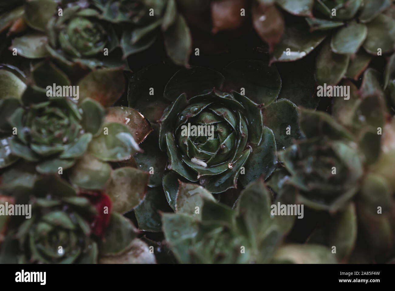 Agave overhead hi-res stock photography and images - Alamy