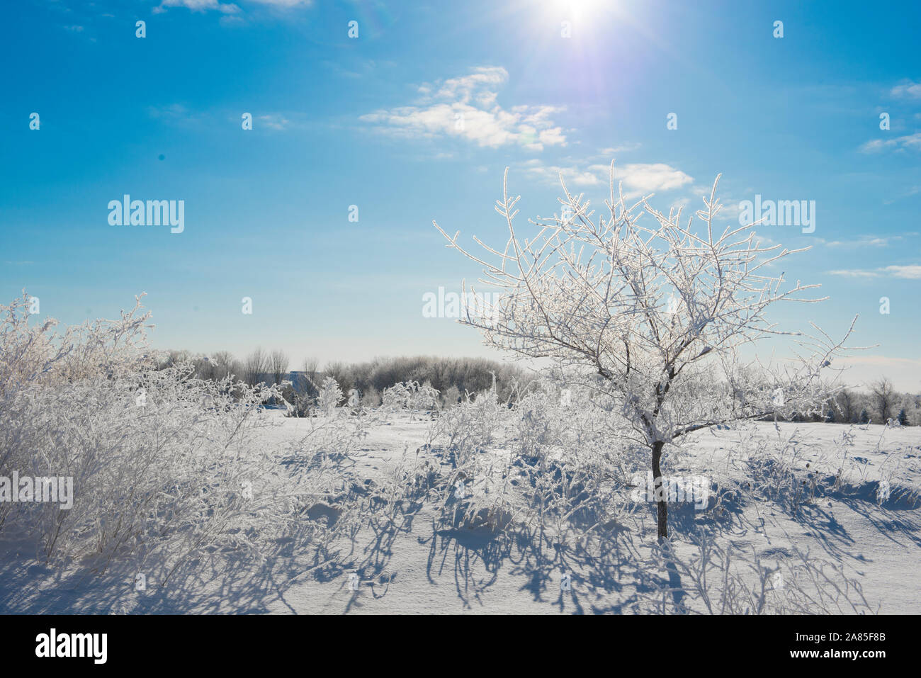 Snow covered bush hi-res stock photography and images - Alamy