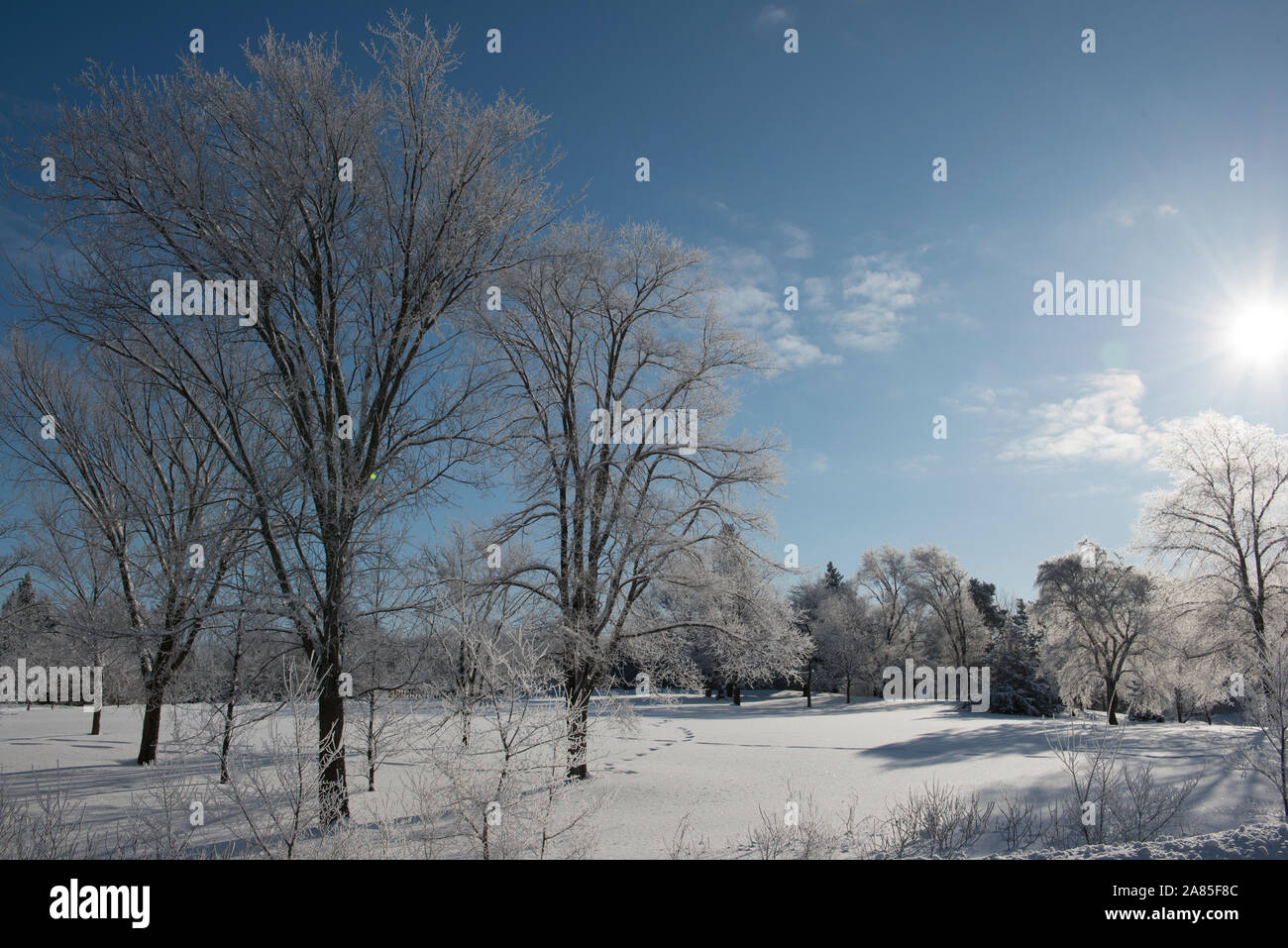 Beautiful Frost Covered Trees on Winter Morning Stock Photo - Alamy