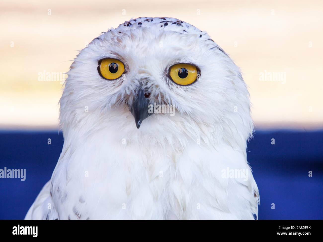 Snowy owl head shot or Bubo scandiacus. Front view Stock Photo - Alamy