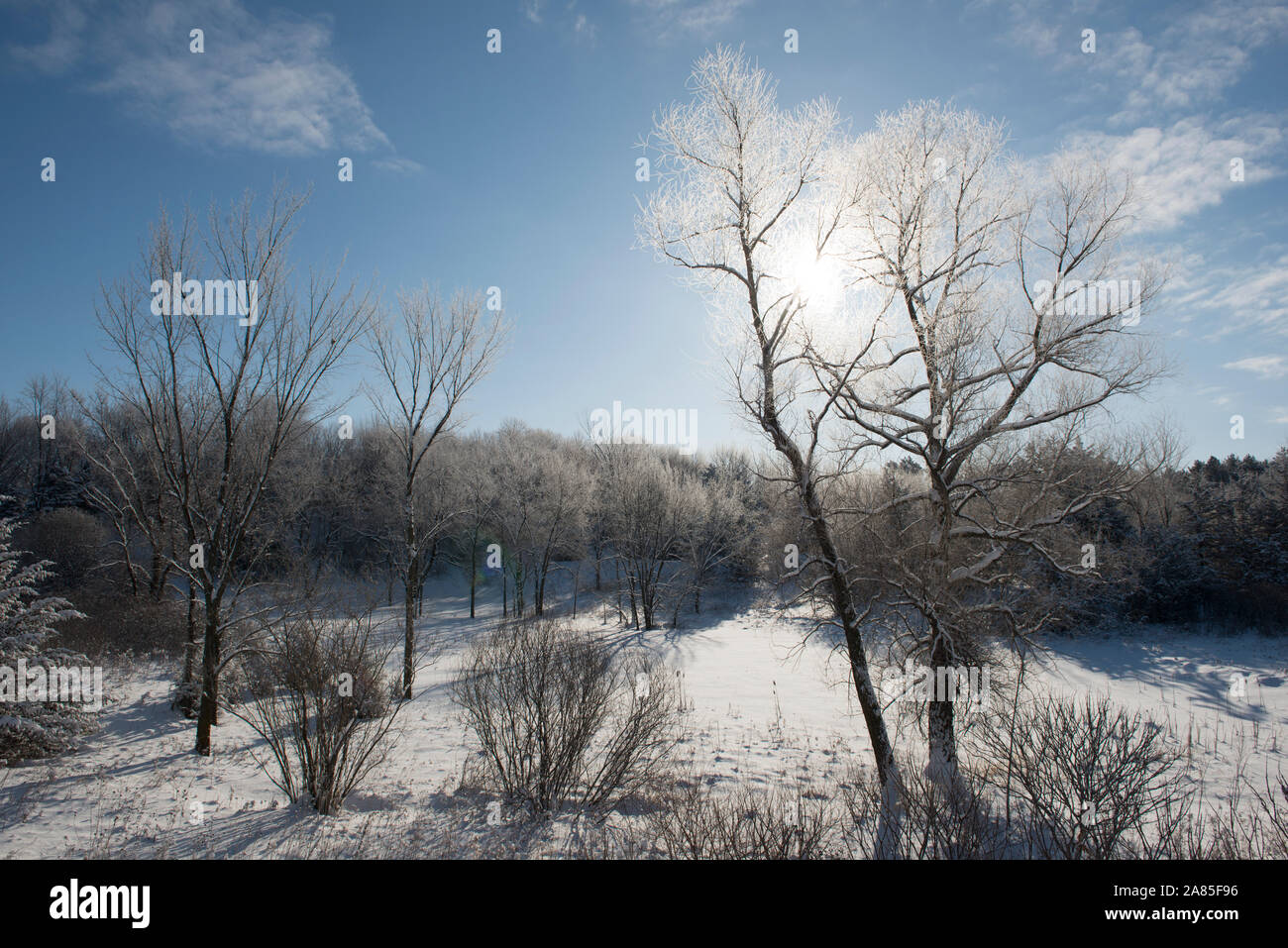 Beautiful Frost Covered Trees on Winter Morning in Minnesota Stock ...