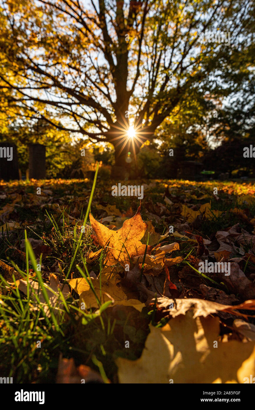 Sunlight peeping through trees hi-res stock photography and images - Alamy