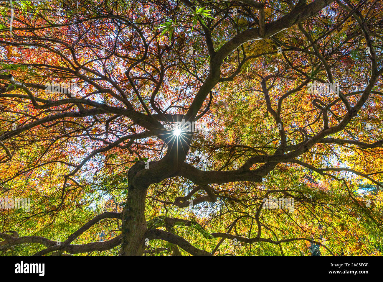 Sunlight through trees japanese hi-res stock photography and images - Alamy